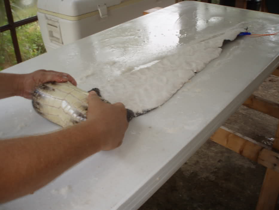 Alligator Skinning