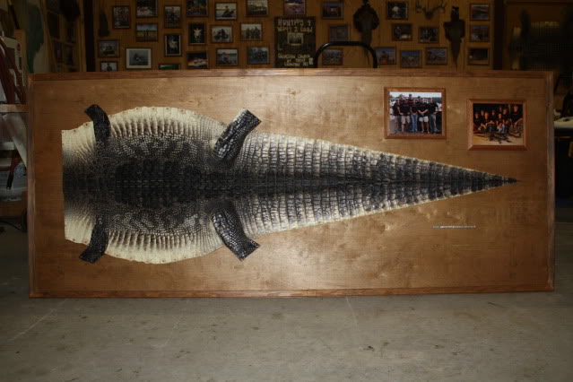 How To Tan an alligator Hide
